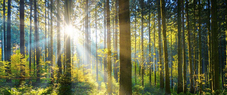 The Dance of the Trees: How to Conserve a Forest - BahaiTeachings.org