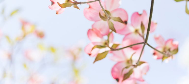 Exploring the Meaning of Our 4 Spiritual Seasons - BahaiTeachings.org