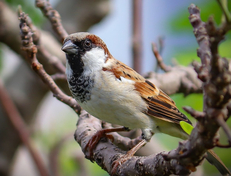 Sparrow Sign Language