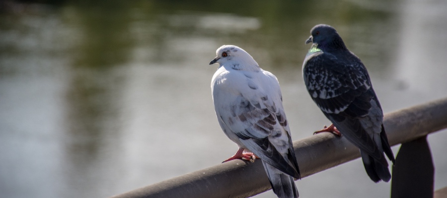 The Sweet Symbolism and Spiritual Meaning of Doves - BahaiTeachings.org
