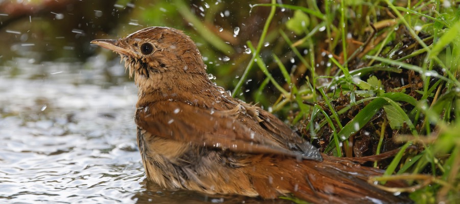 The Symbolism and Spiritual Meaning of Nightingales - BahaiTeachings.org