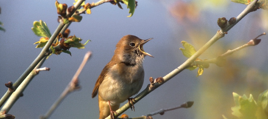 The Symbolism and Spiritual Meaning of Nightingales - BahaiTeachings.org