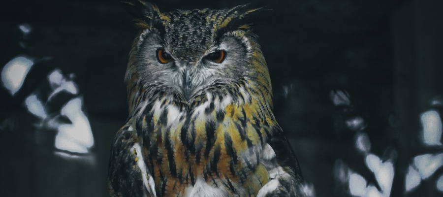 The Symbolic Meaning of Owls in Prophecies and Omens - BahaiTeachings.org