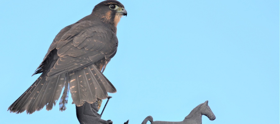 The Spiritual Meaning and Symbolism of Falcons - BahaiTeachings.org The Spiritual Meaning and Symbolism of Falcons - BahaiTeachings.org