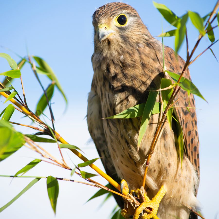 The Spiritual Meaning and Symbolism of Falcons - BahaiTeachings.org