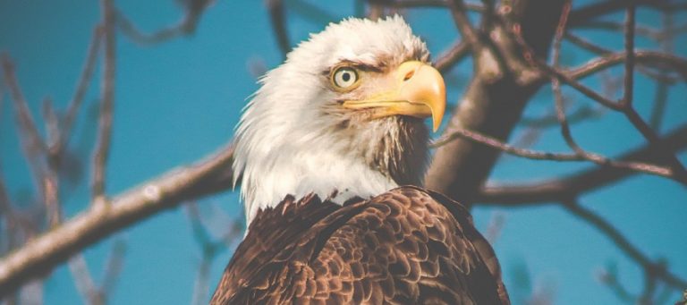 The Spiritual Meaning and Symbolism of Eagles - BahaiTeachings.org